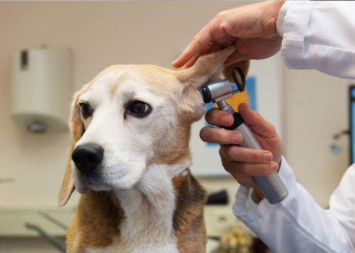 Dog Ear Infections: Causes, Treatment & Prevention Guide